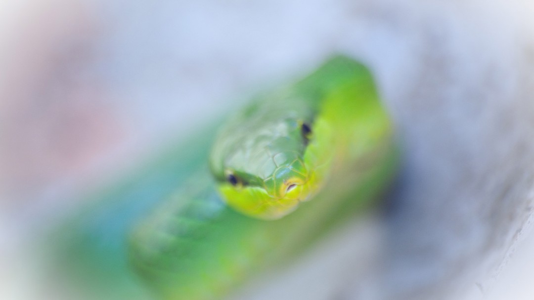 Snakes of Bali - Dominik Photography