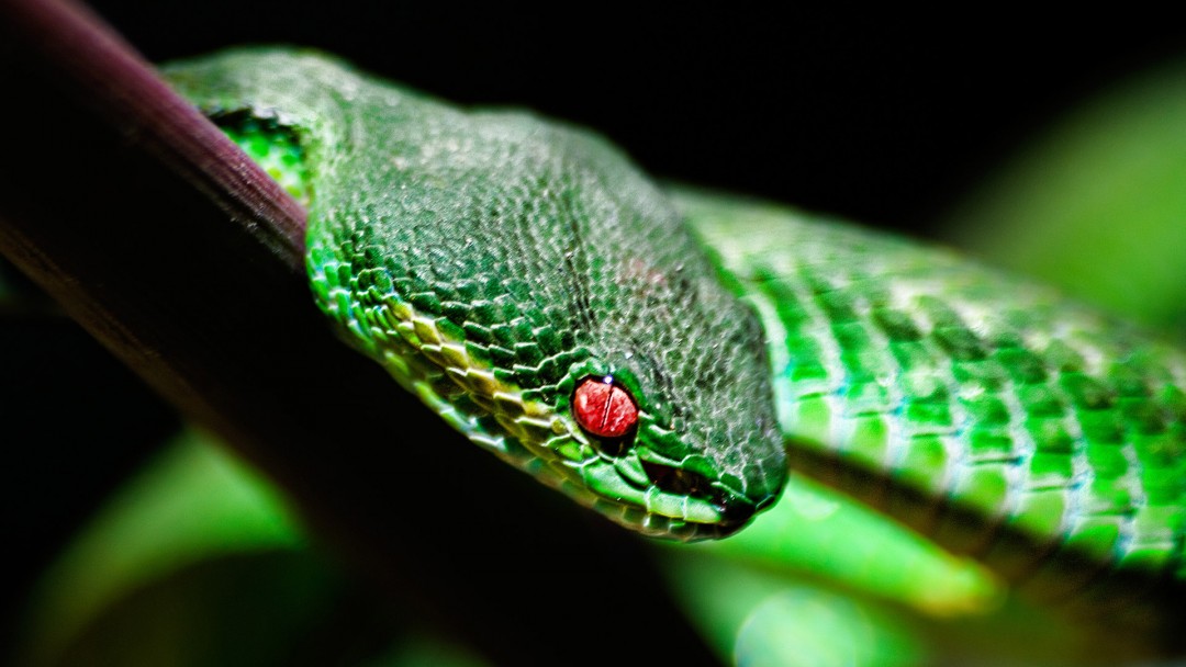 Snakes of Bali - Dominik Photography